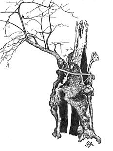 Naturals - Ralph Ammer