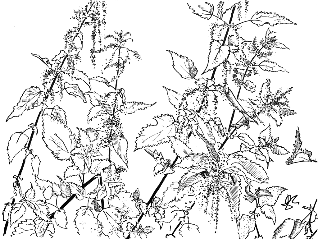 Nettles – Ralph Ammer
