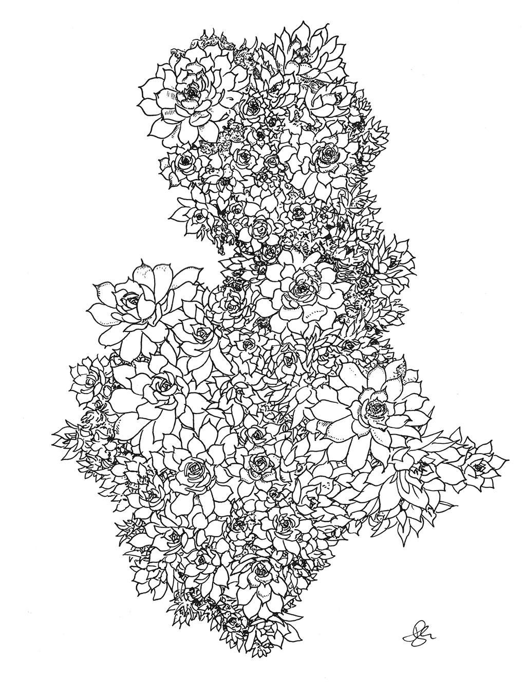 Succulents – Ralph Ammer