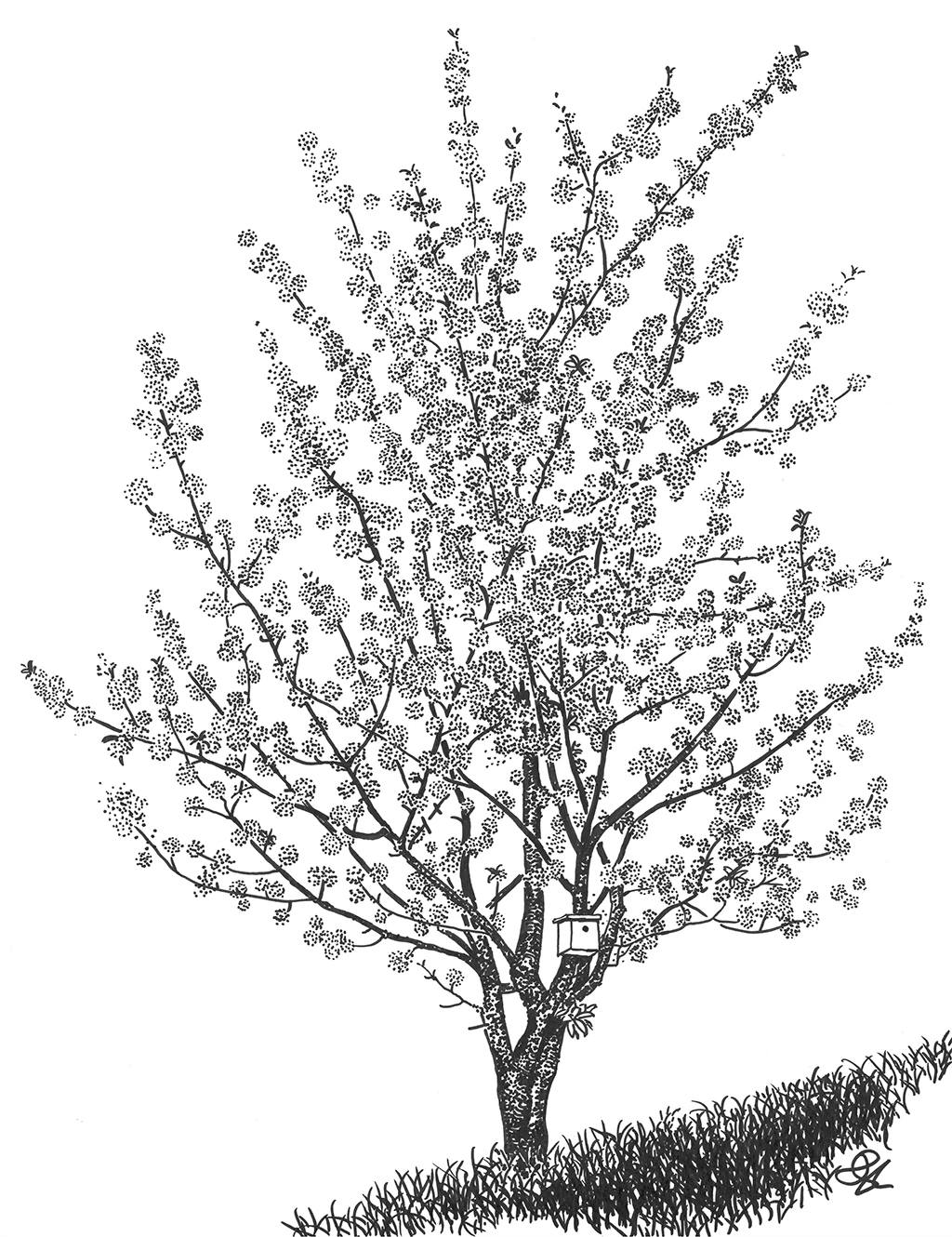 Cherry tree – Ralph Ammer