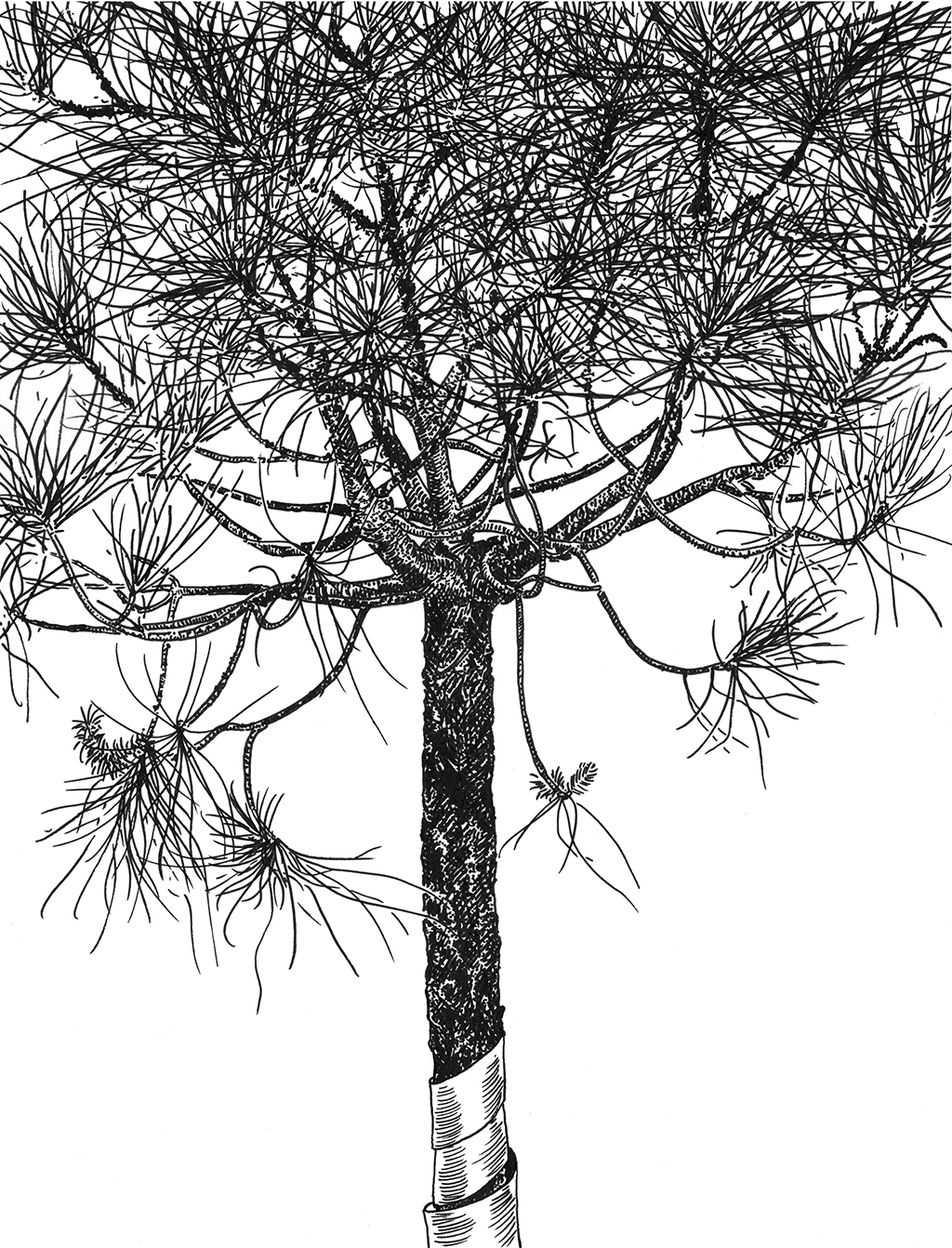 Parasol – Ralph Ammer